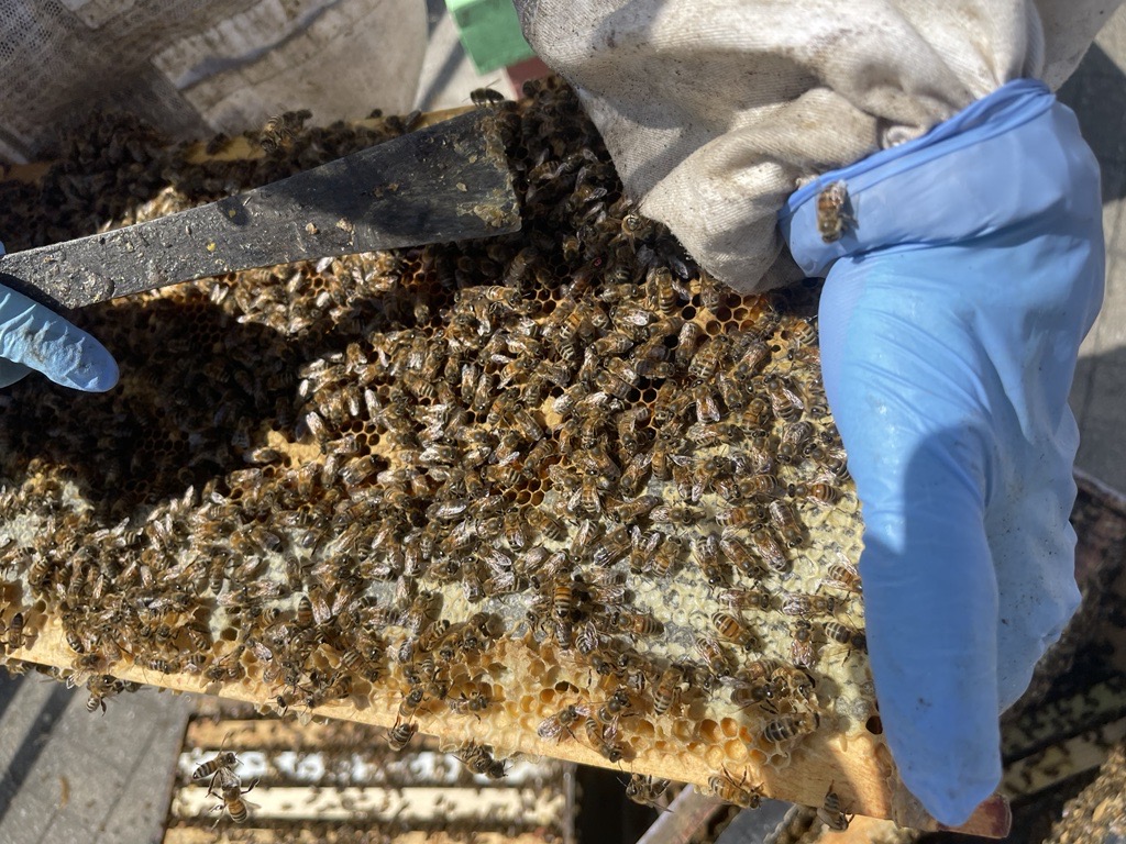 Urban Beekeeping - Exhibition Place